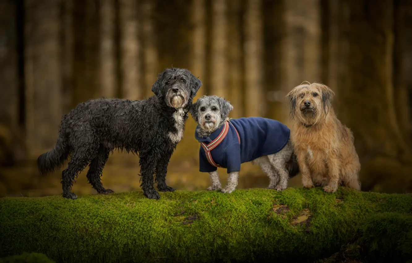 Wallpaper forest, dogs, look, trees, nature, pose, background, tree for ...