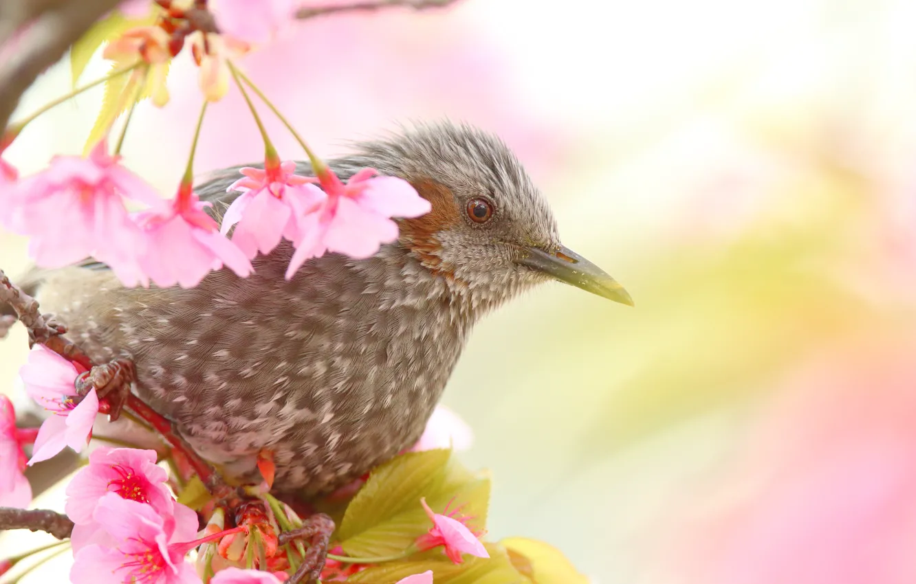 Wallpaper flowers, branches, bird, spring, pink, flowering, red - eared ...