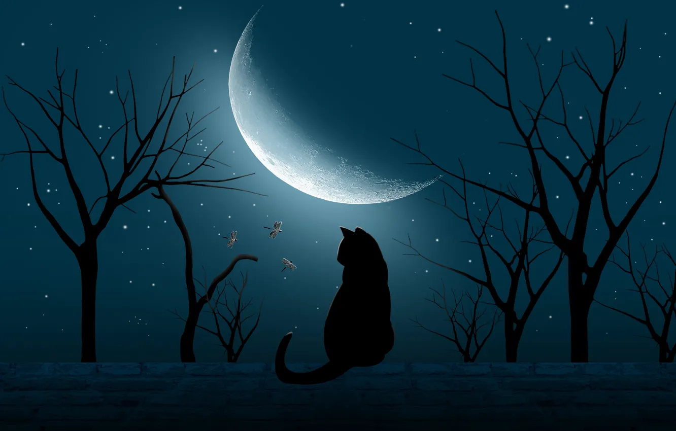 Wallpaper roof, cat, the sky, cat, stars, light, trees, night images ...