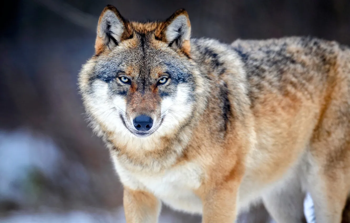 Wallpaper nature, Gray Wolf, face, animal, wolf, canis lupus, wildlife ...