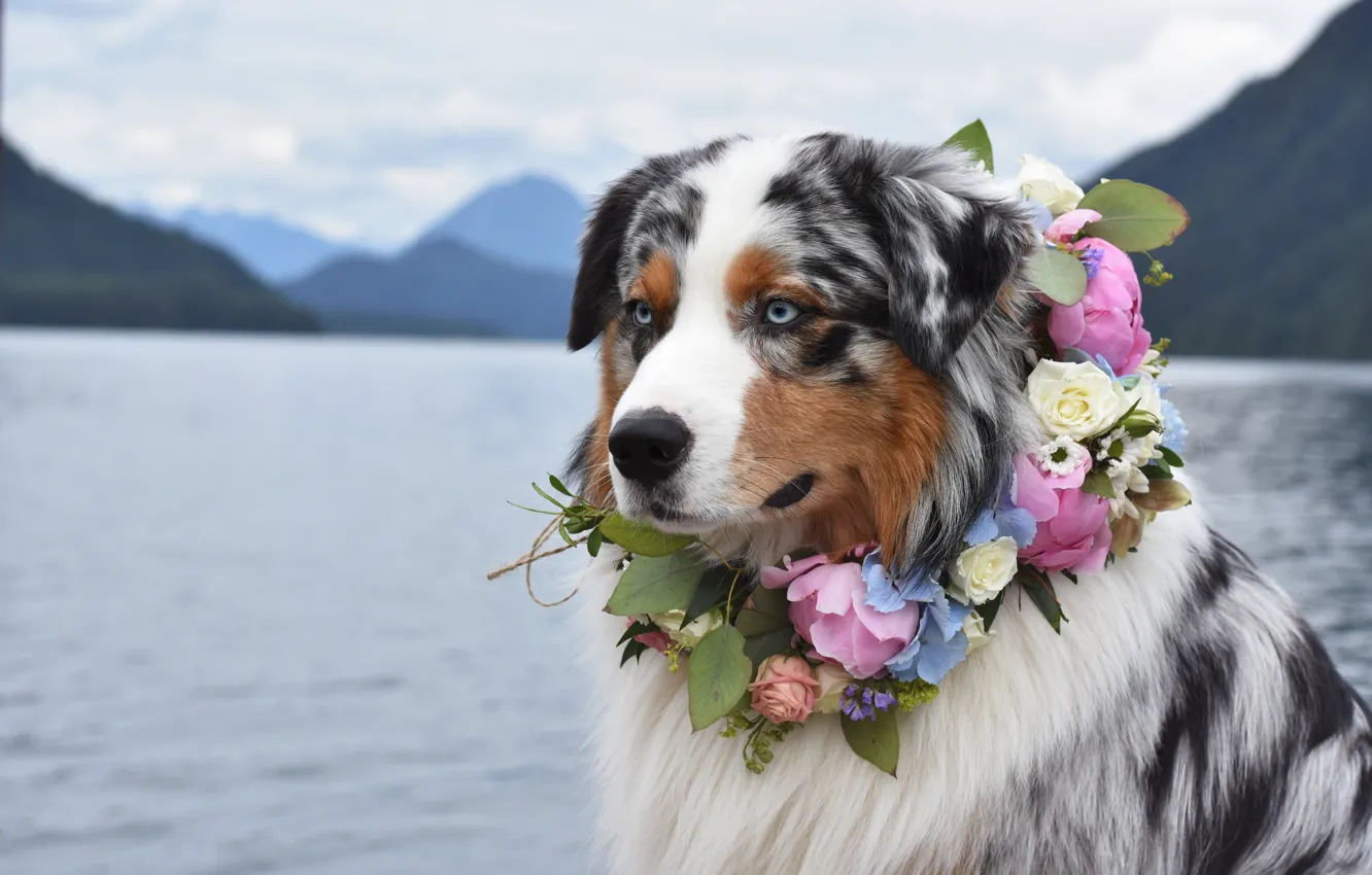 Wallpaper look, nature, pose, dog, face, Aussie for mobile and desktop ...