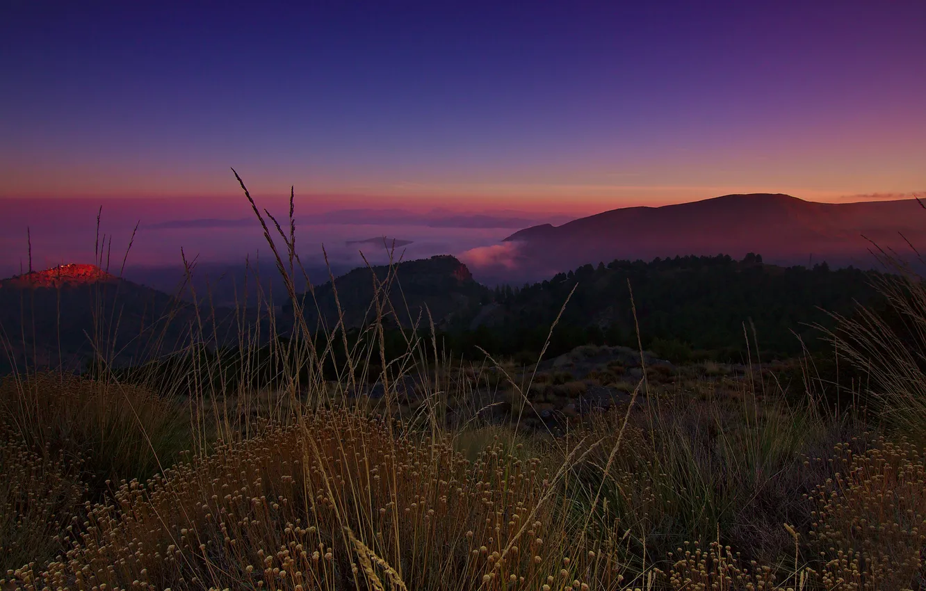 Wallpaper forest, grass, sunset, mountains, ears for mobile and desktop ...