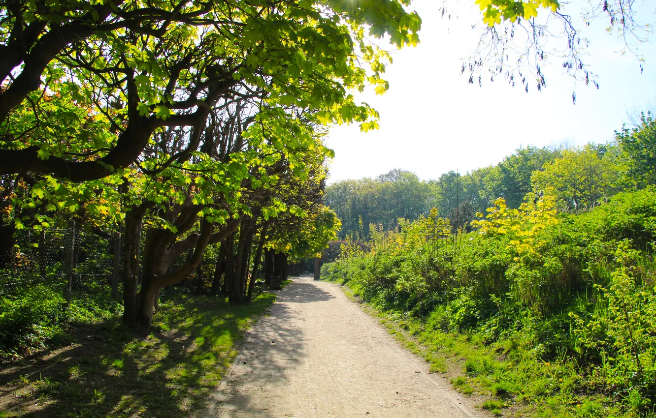 Wallpaper trees, park, allet for mobile and desktop, section пейзажи ...