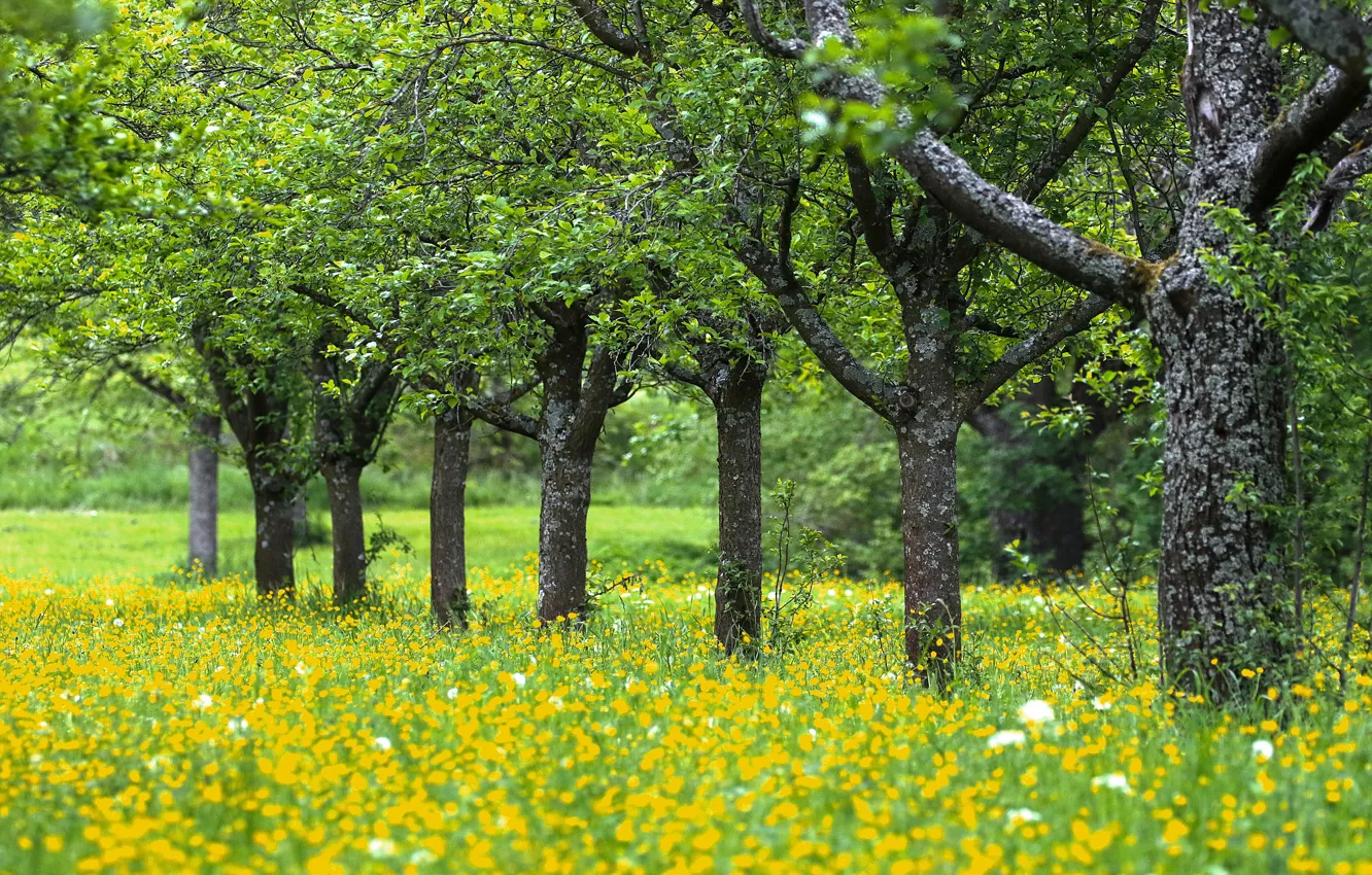 Wallpaper greens, summer, trees, flowers, branches, nature, Park ...