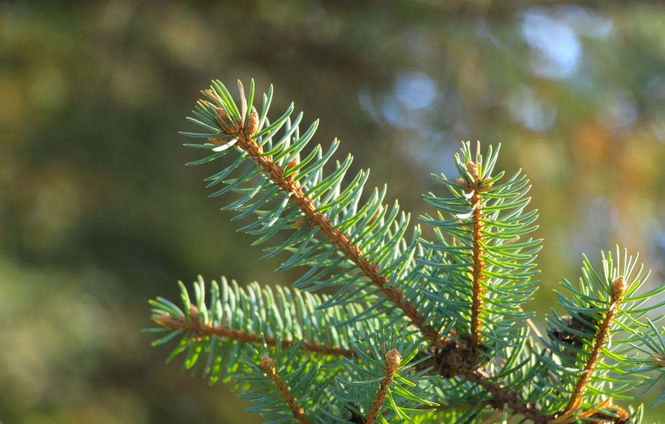Wallpaper green, spruce, twig for mobile and desktop, section природа ...