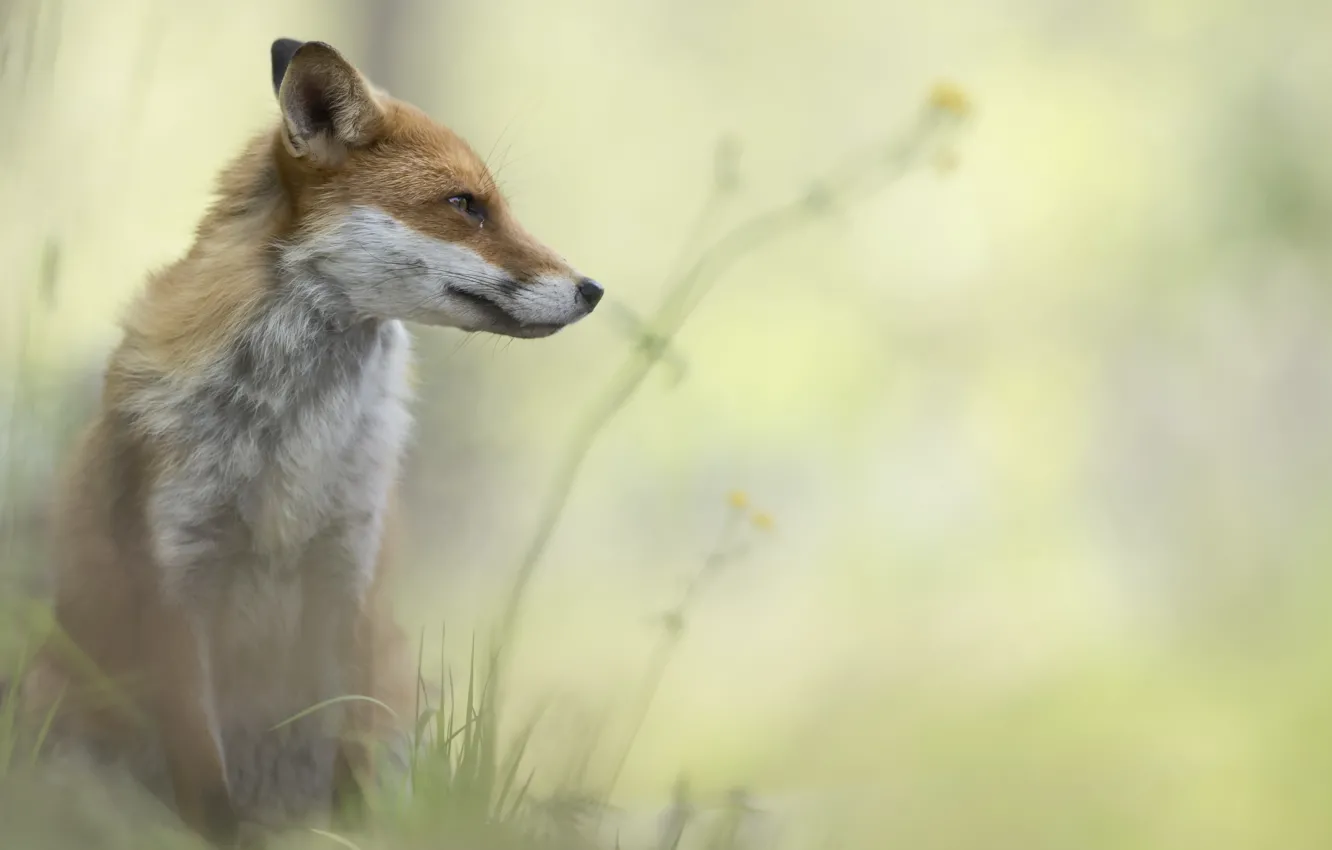 Wallpaper summer, nature, Fox for mobile and desktop, section животные ...