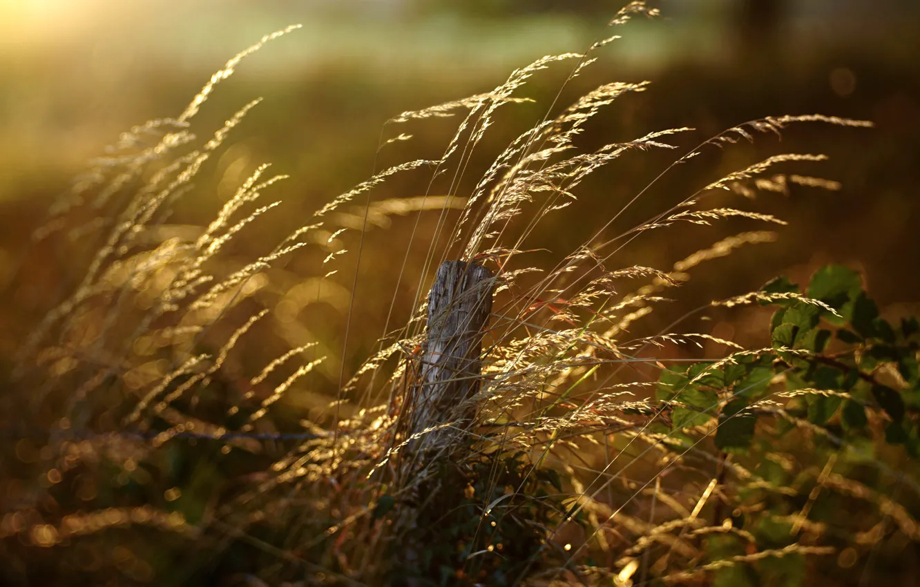 Wallpaper summer, grass, night for mobile and desktop, section природа ...
