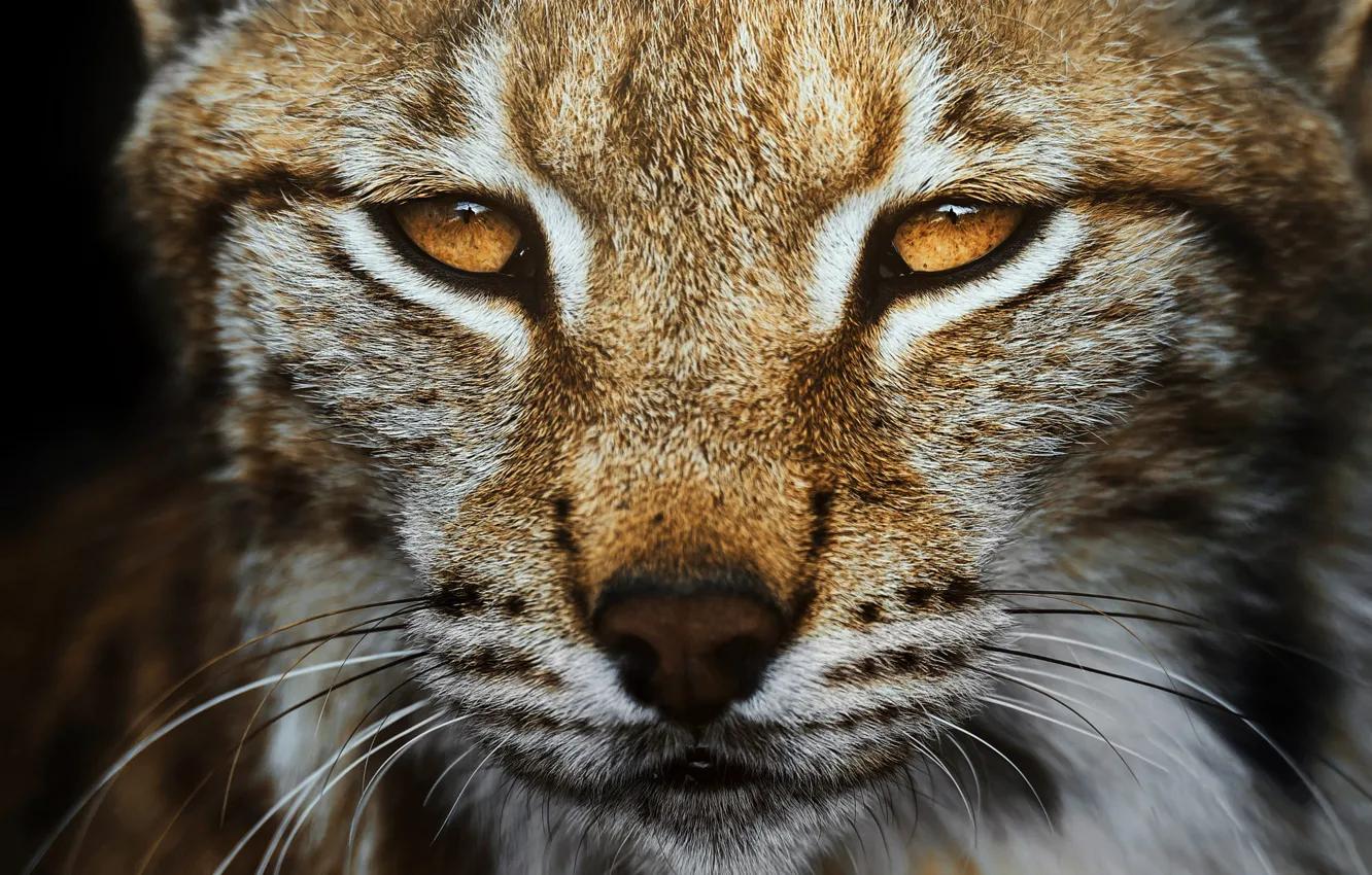 Wallpaper face, portrait, lynx for mobile and desktop, section кошки ...