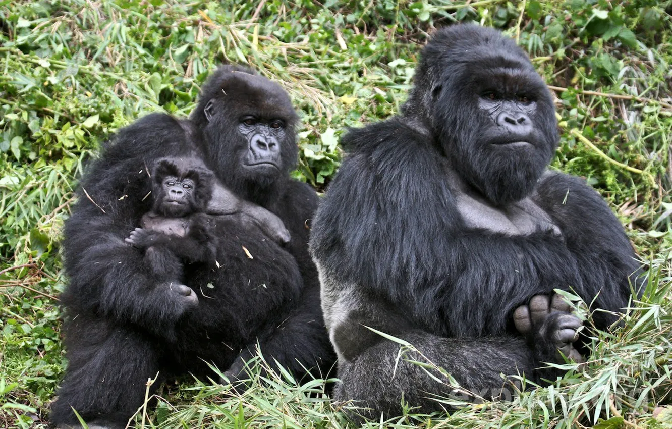 Wallpaper animals, africa, gorilla, parents for mobile and desktop ...