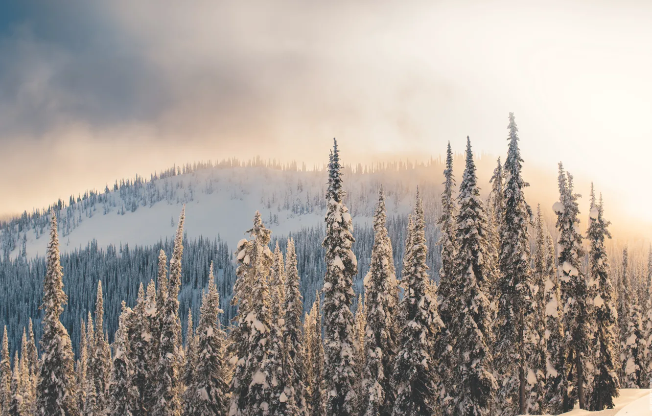Wallpaper winter, forest, light, snow, trees, mountains, fog, ate for ...