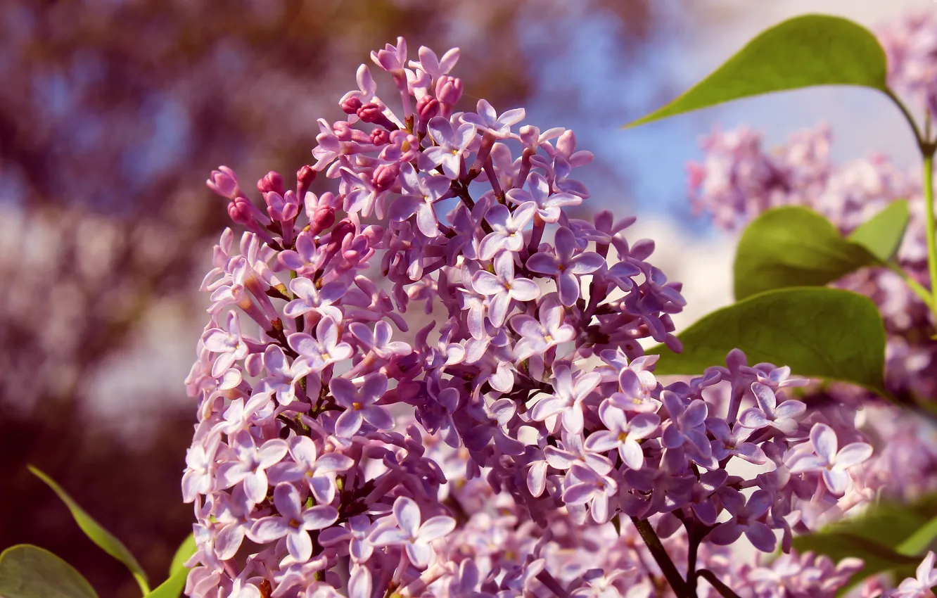 Wallpaper spring, lilac, blooming for mobile and desktop, section ...