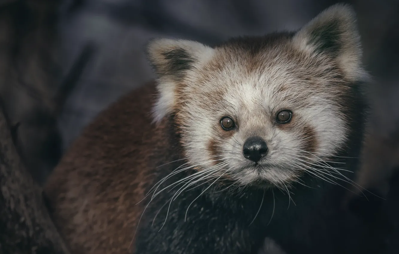 Wallpaper the dark background, portrait, red Panda, face, red Panda for ...