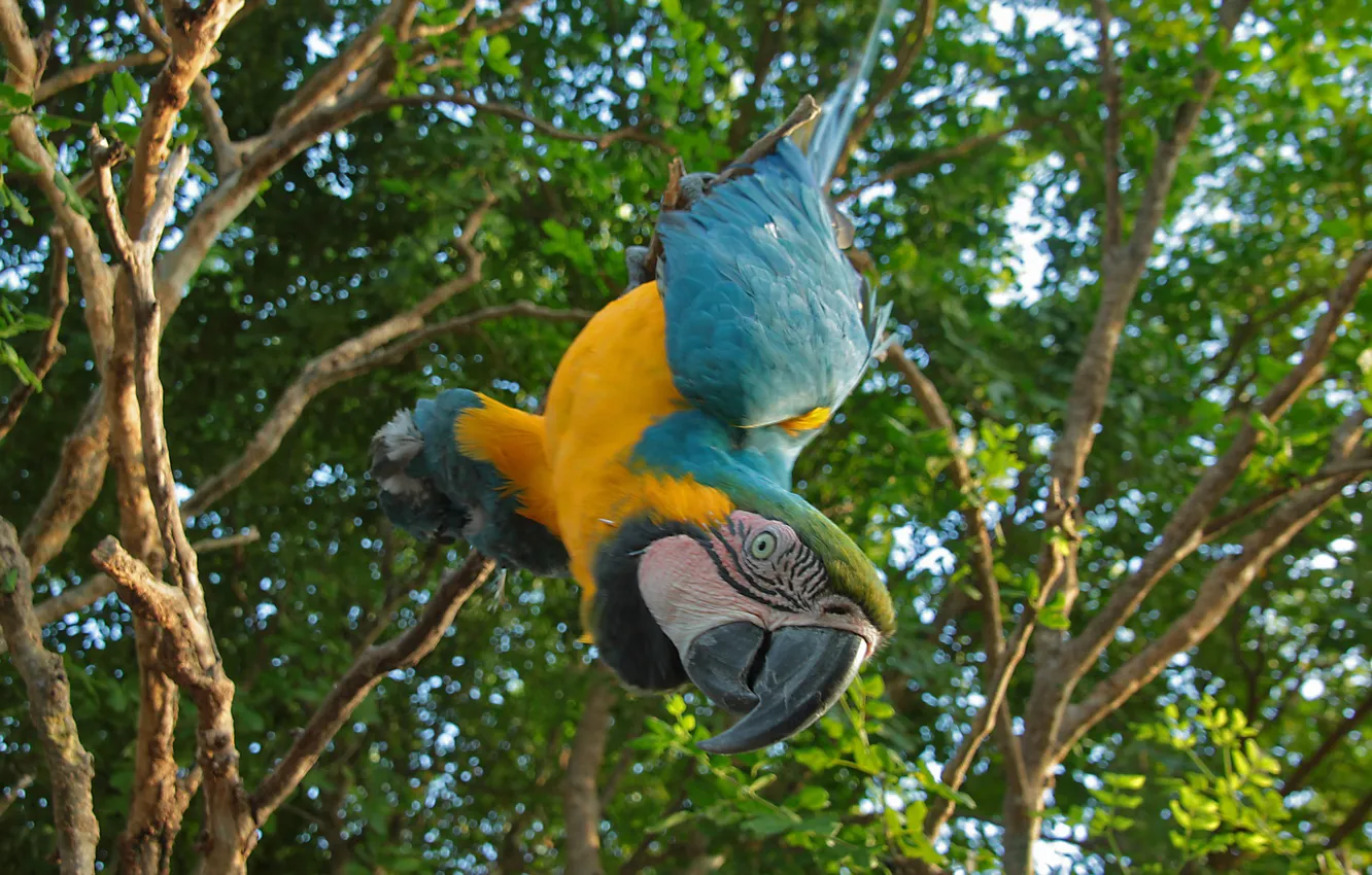 Wallpaper tree, Parrot, Bird. for mobile and desktop, section животные ...