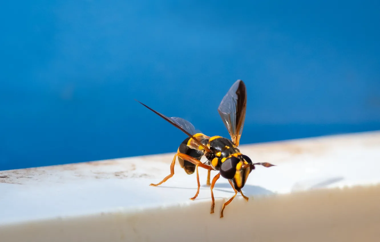 Wallpaper OSA, blue background, Fleur Walton for mobile and desktop ...