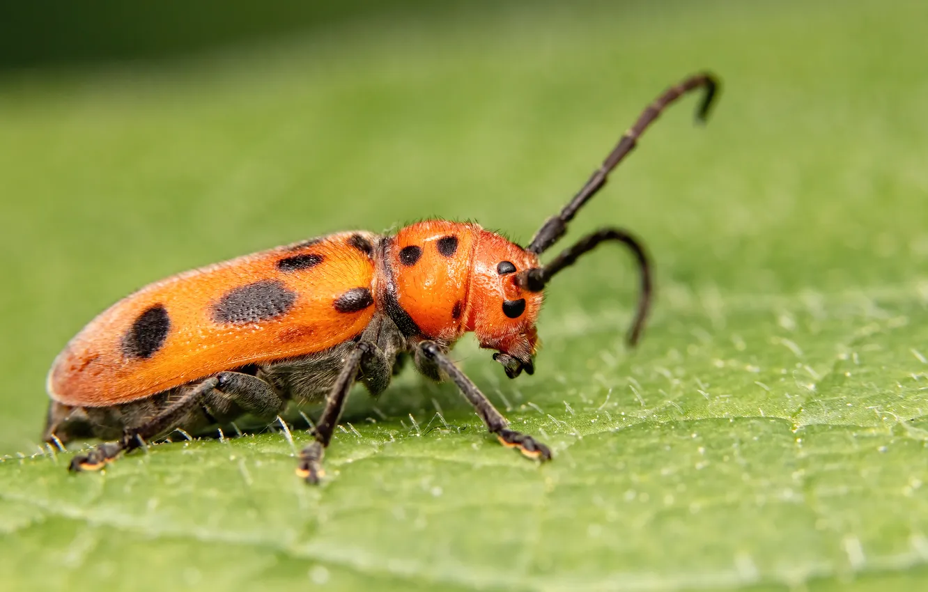 Wallpaper green, orange, leaf, insect for mobile and desktop, section ...