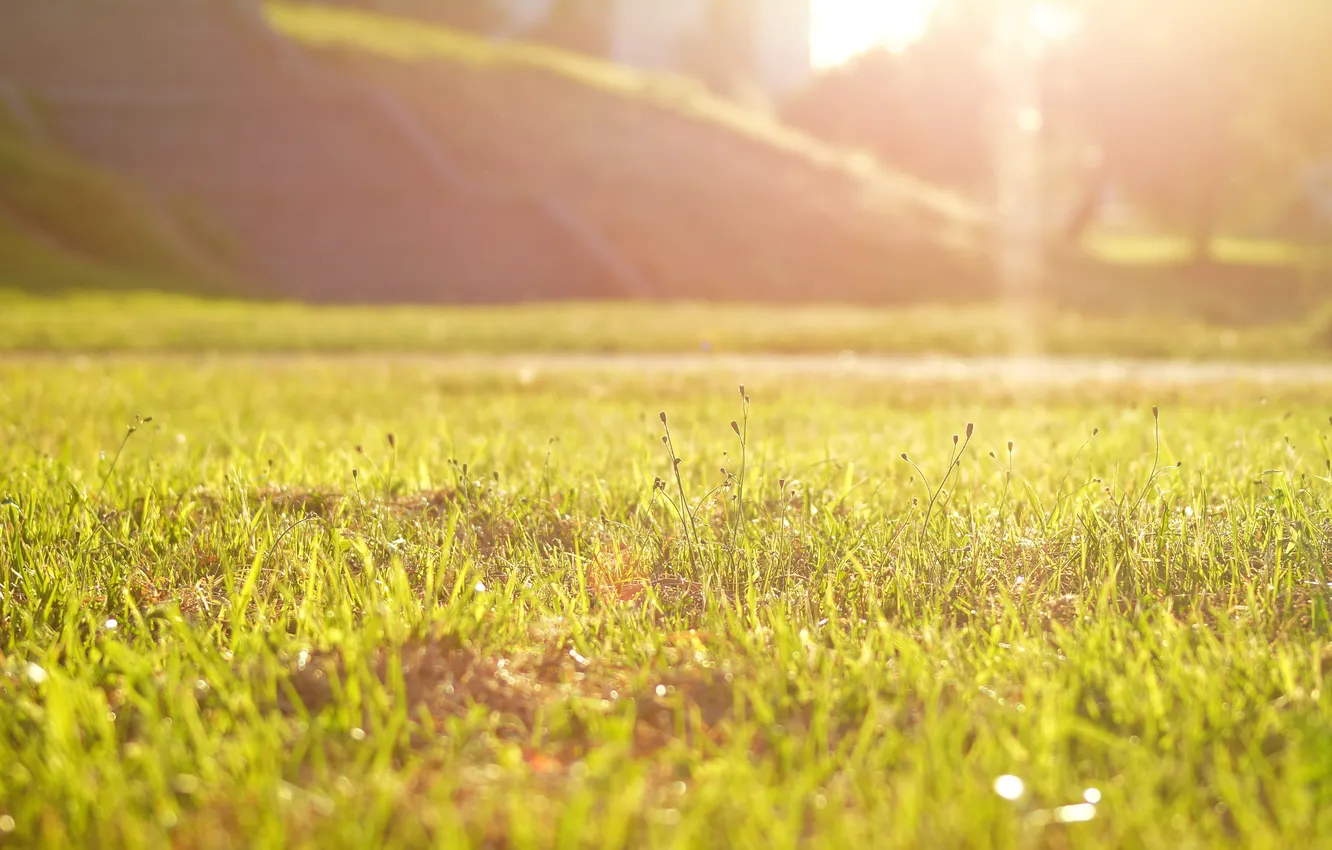 Wallpaper Greens Grass Macro Rays Light Park The Sun Bokeh For