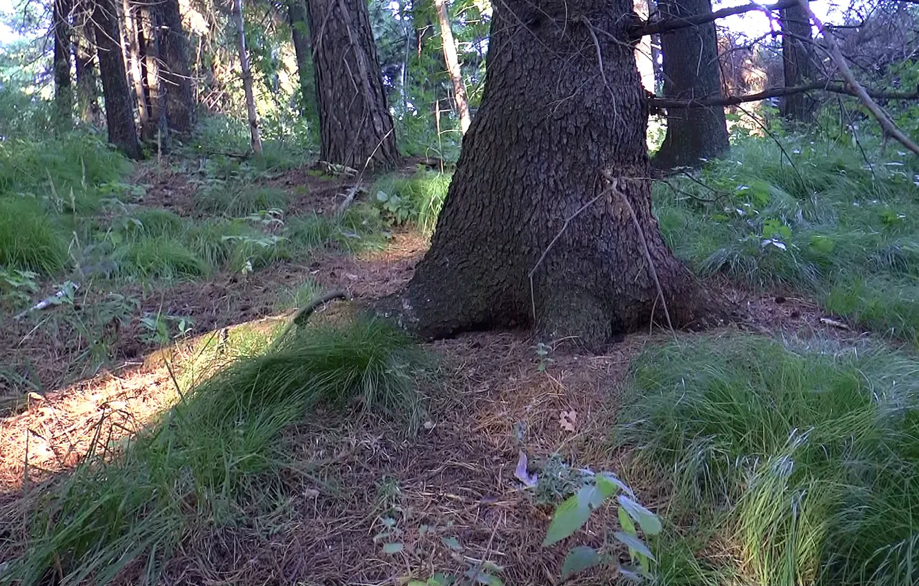 Wallpaper forest, summer, Cedar, cedar paw for mobile and desktop ...