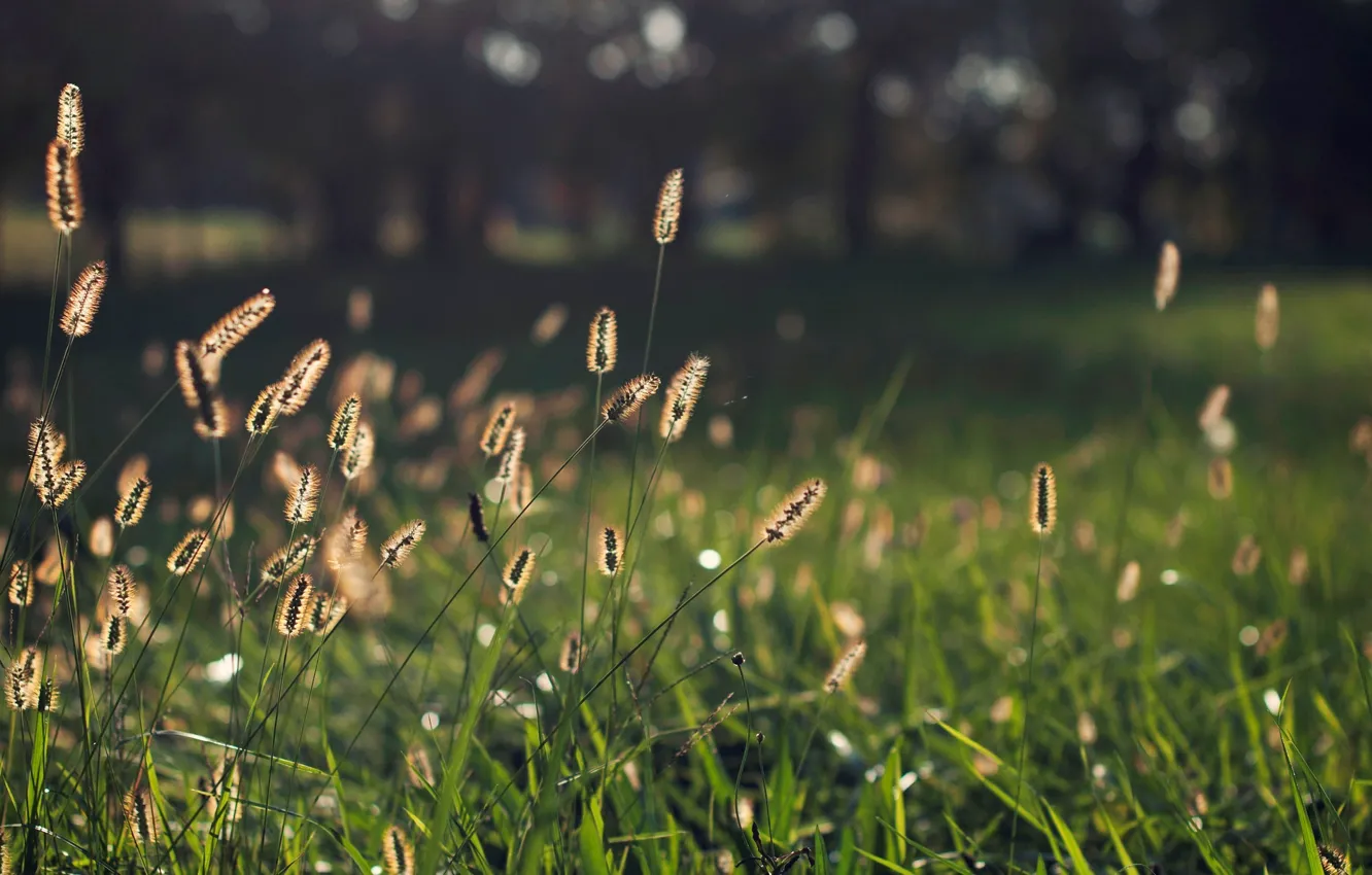 Wallpaper greens, grass, macro, background, widescreen, Wallpaper, plant, blur for mobile and ...