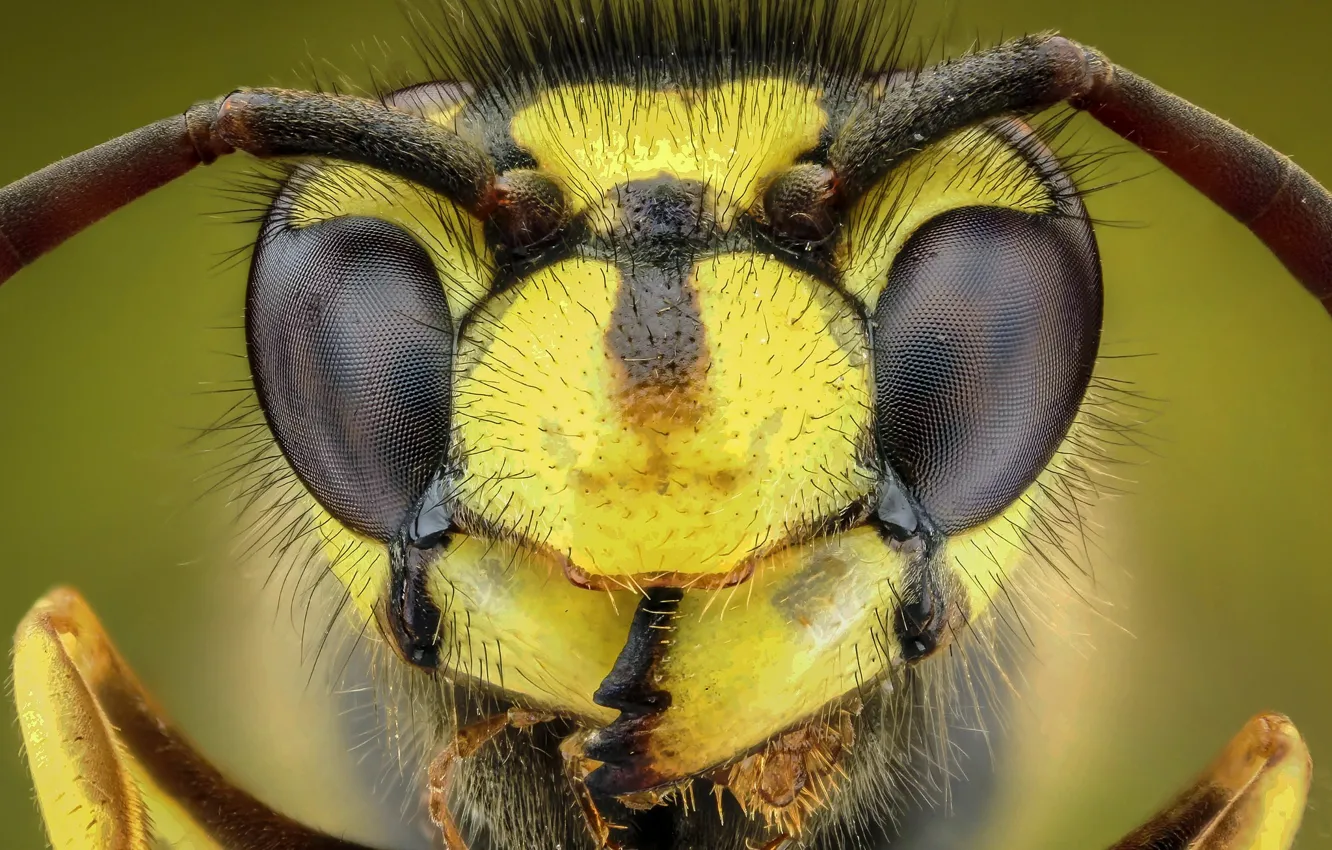 Wallpaper OSA, portrait, antennae for mobile and desktop, section макро ...