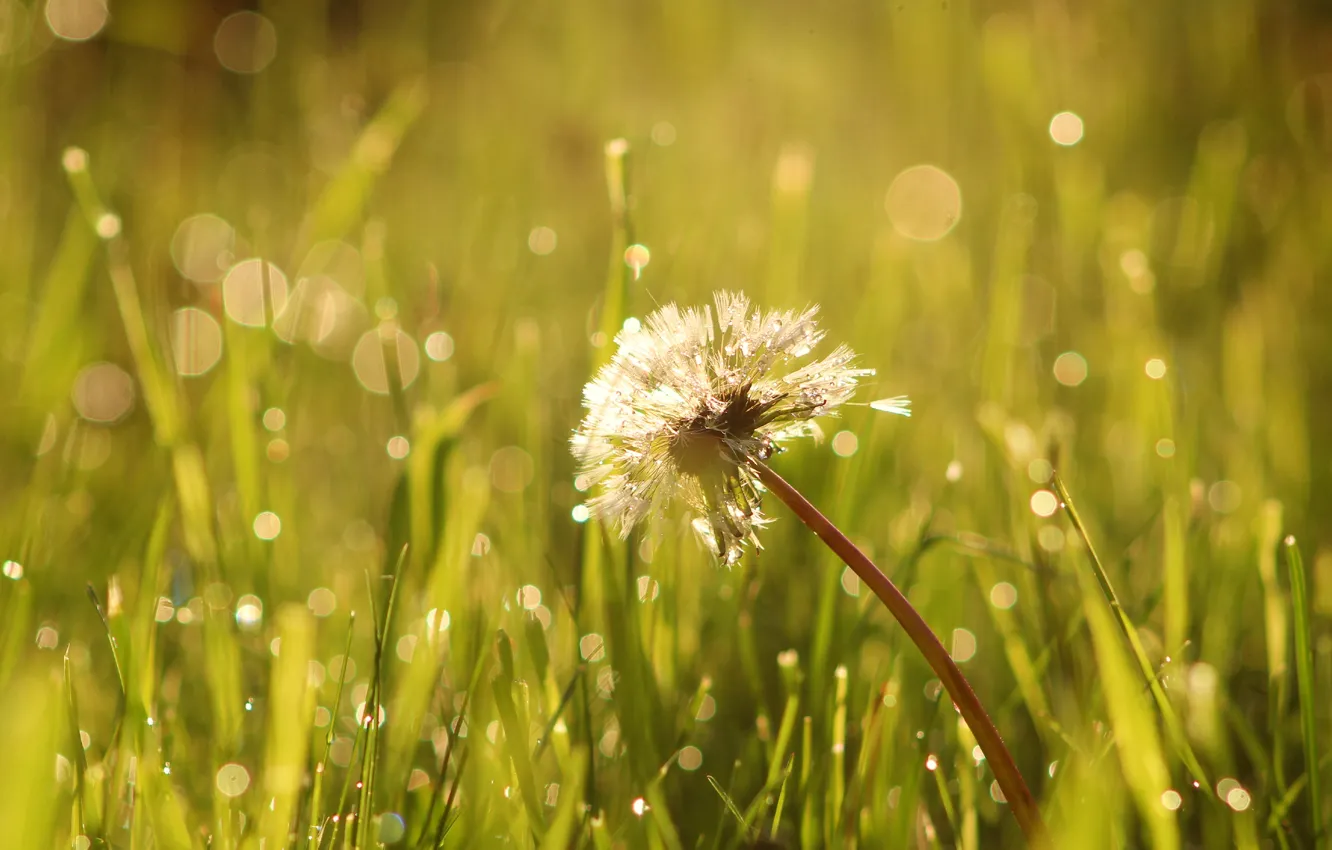 Wallpaper flower, field, dandelion for mobile and desktop, section ...