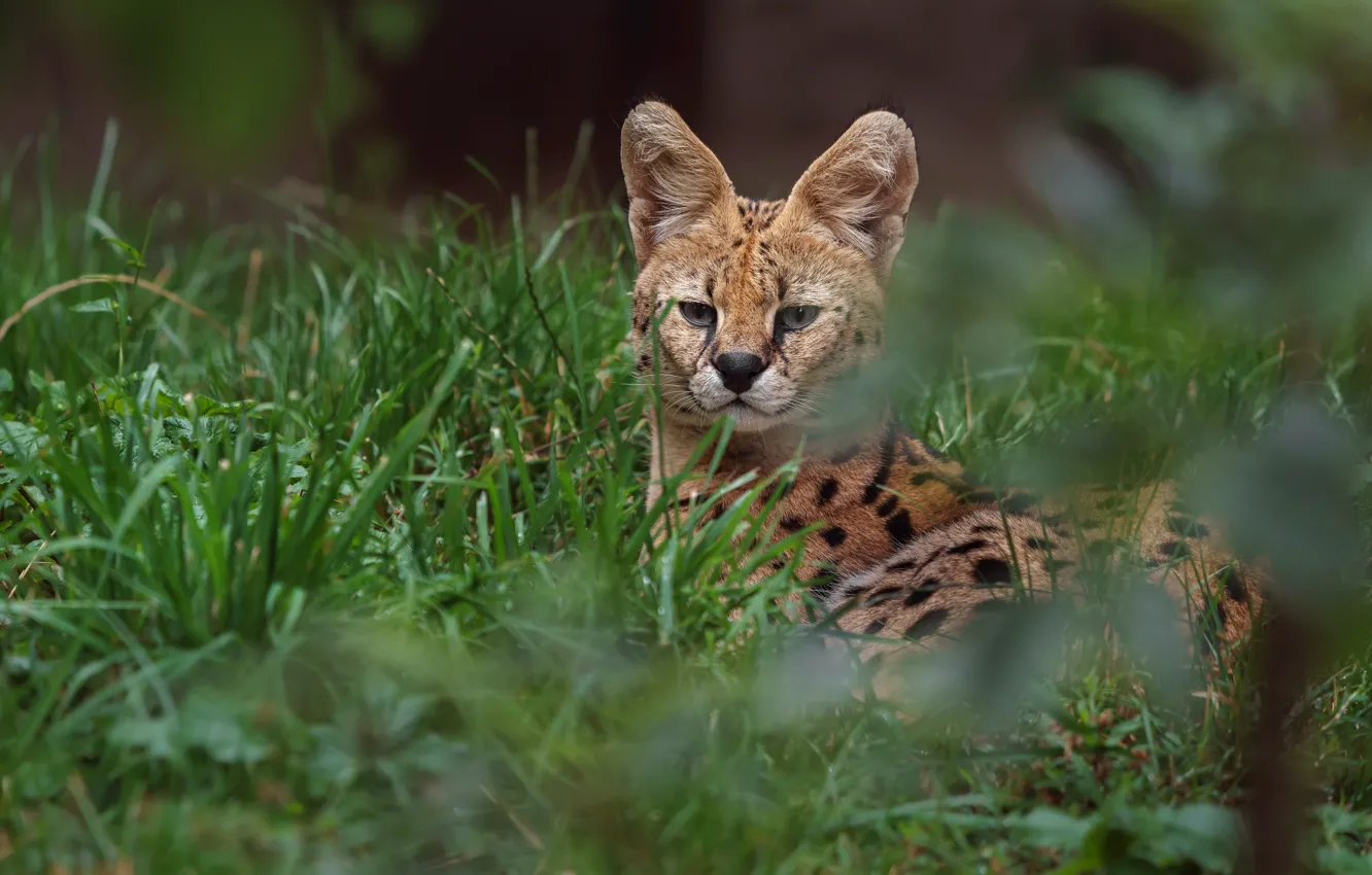Wallpaper look, face, nature, pose, Serval for mobile and desktop ...