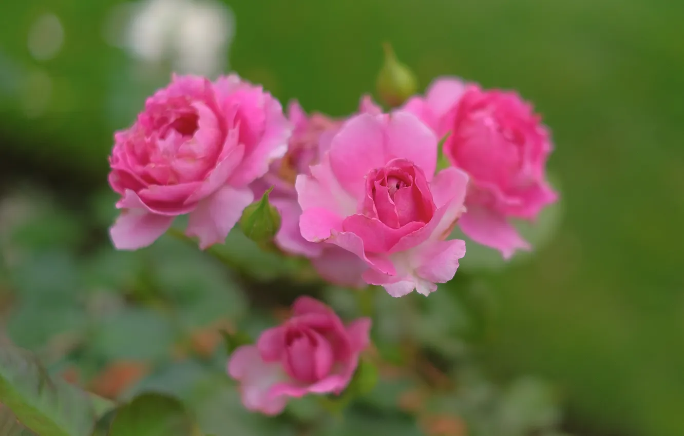 Wallpaper roses, pink, bokeh for mobile and desktop, section цветы, resolution 4998x3332 - download