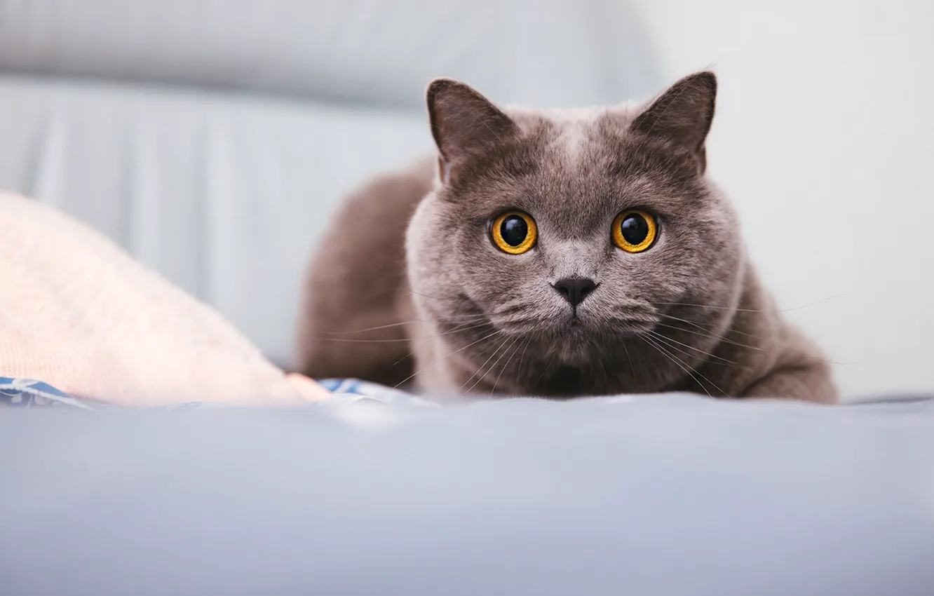 Wallpaper cat, cat, look, pose, face for mobile and desktop, section ...