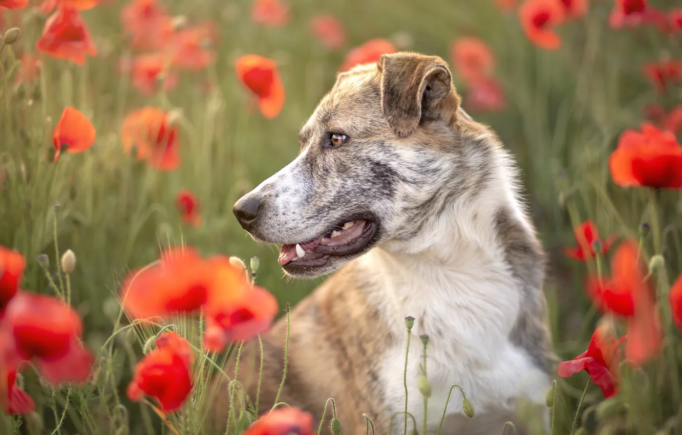 Wallpaper summer, look, flowers, red, nature, pose, Maki, dog for ...