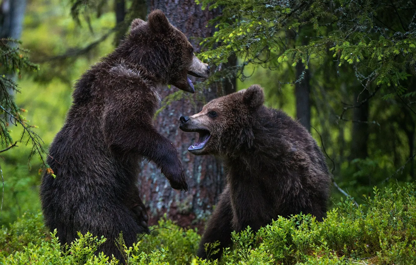 Wallpaper forest, bears, two bears for mobile and desktop, section ...