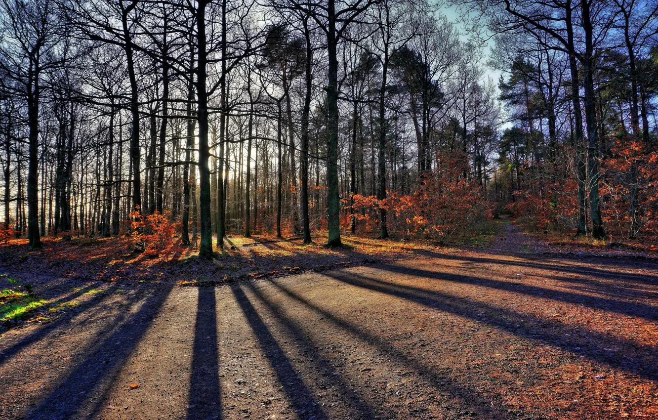 Wallpaper forest, nature, shadow for mobile and desktop, section ...