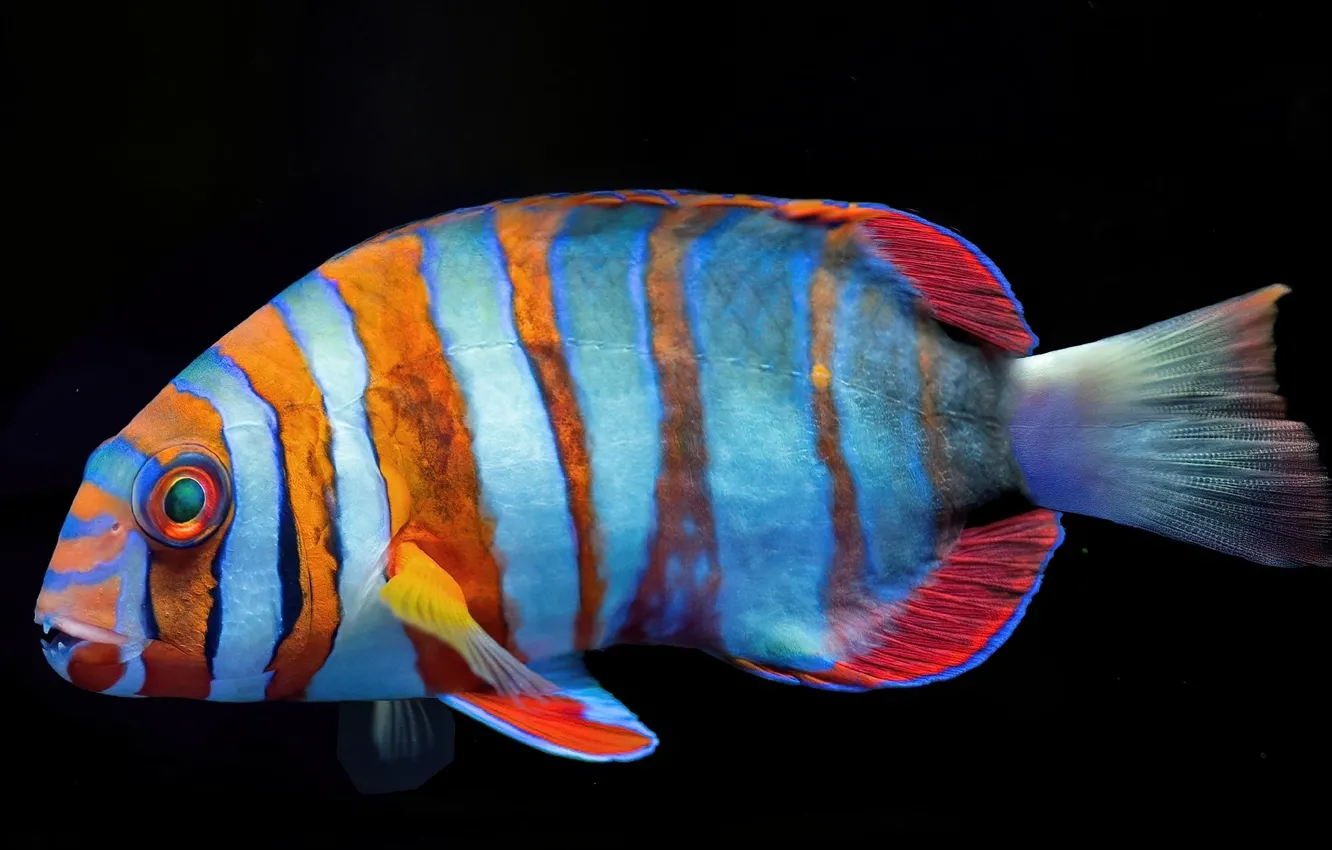 Wallpaper fish, underwater, fish, submarine, wallpaper HD for mobile ...