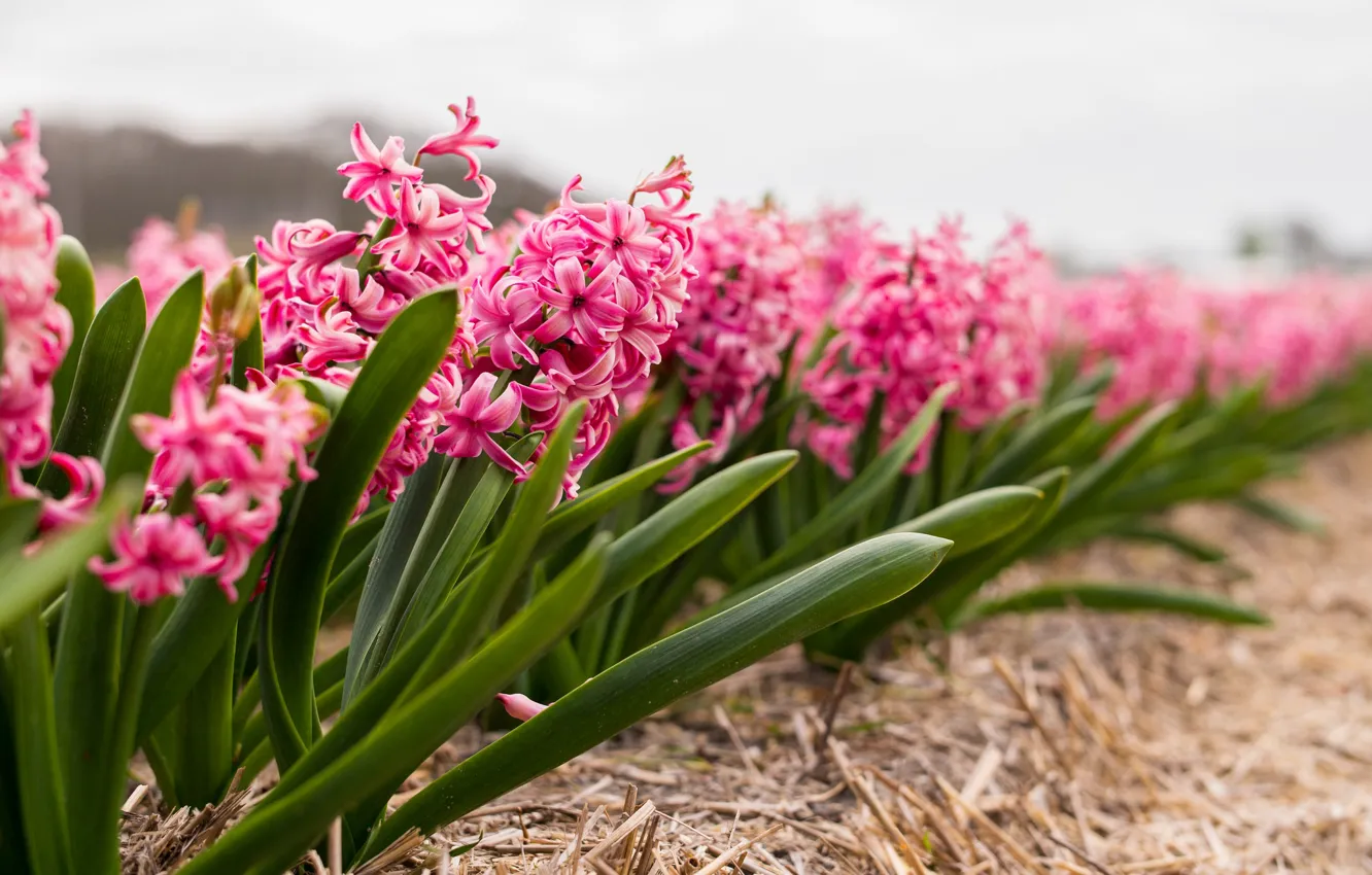 Wallpaper field, flowers, spring, flowering, hyacinths, bushes for ...