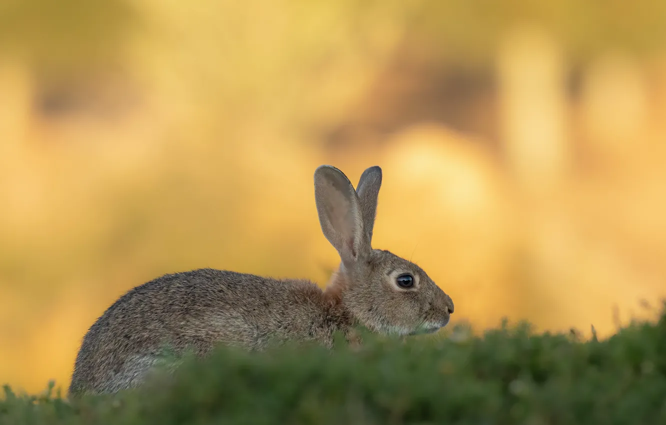 Wallpaper grey, nature, glade, hare, grass, yellow background for ...