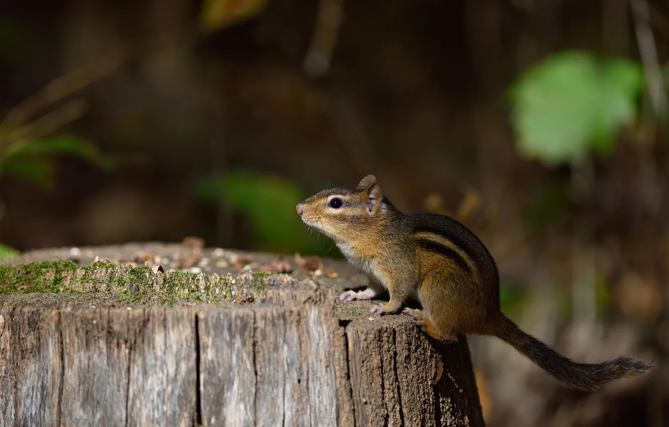 Wallpaper look, nature, pose, stump, Chipmunk, face for mobile and ...