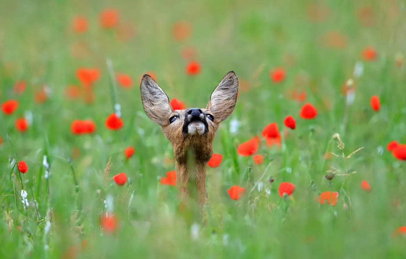 Wallpaper nature, background, deer images for desktop, section животные ...