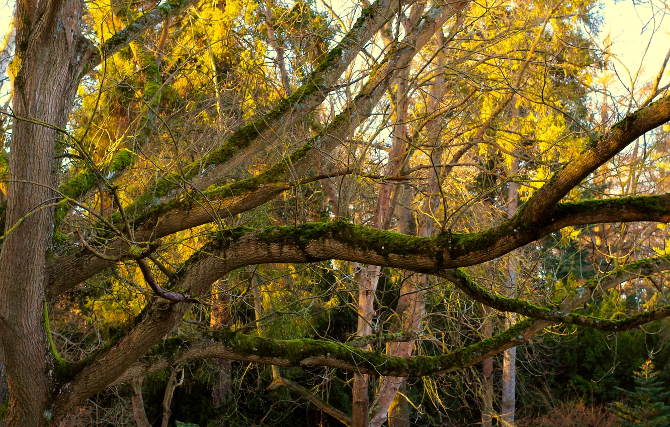 Wallpaper park, tree, twig for mobile and desktop, section пейзажи ...