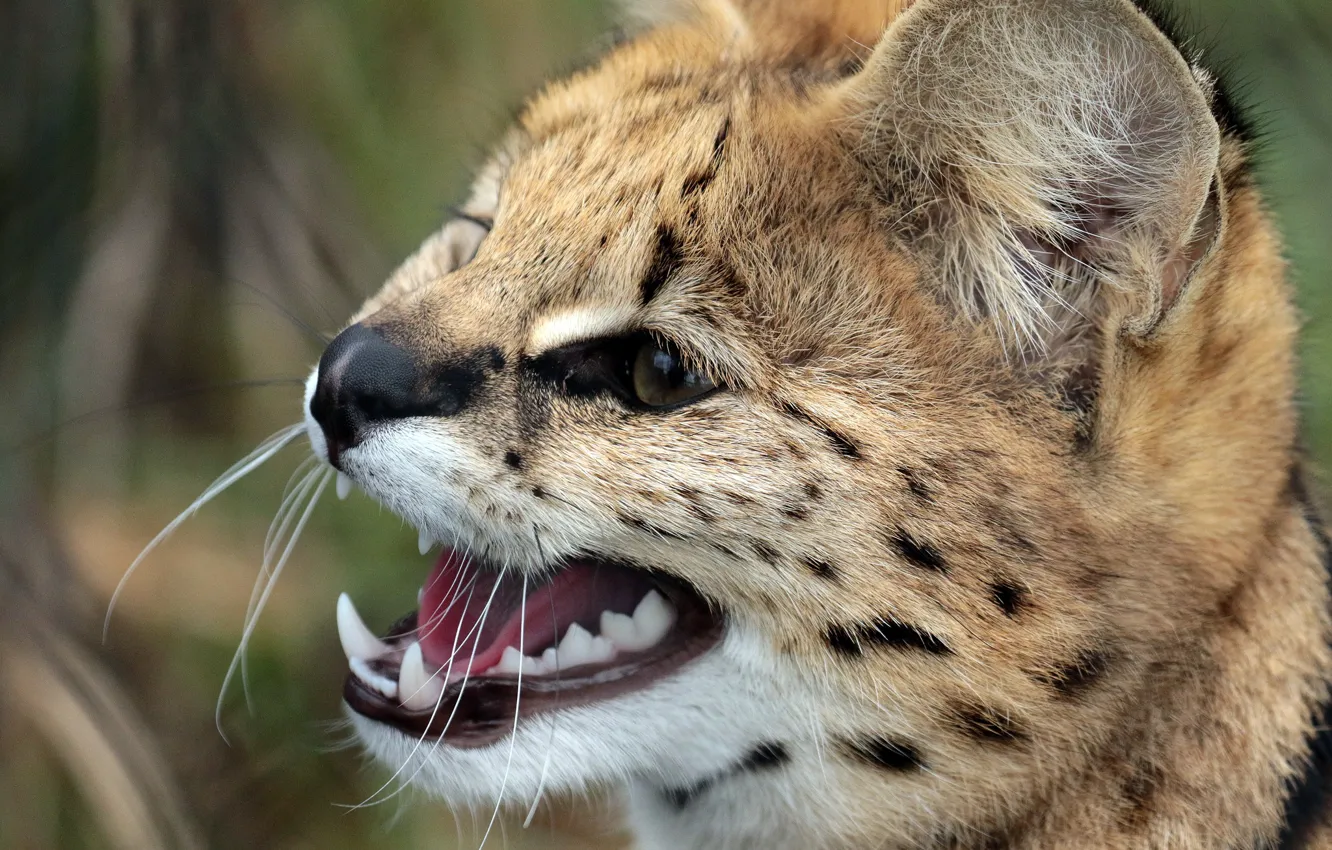 Wallpaper cat, face, Serval for mobile and desktop, section кошки ...