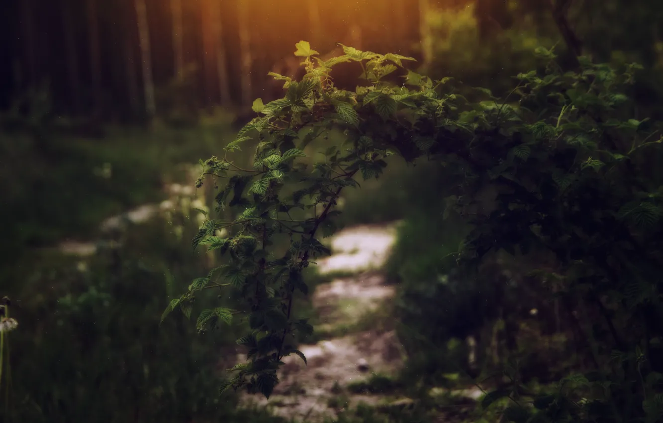 Wallpaper summer, nature, beauty, spring, twilight for mobile and ...