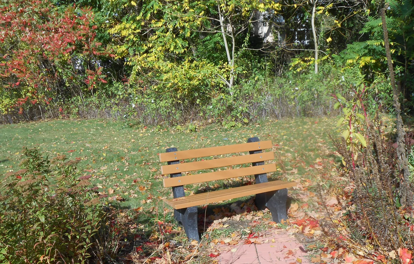Wallpaper trees, leaves, bench, fall, foliage for mobile and desktop ...