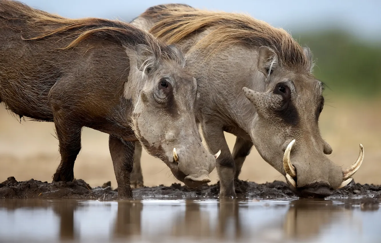 Wallpaper water, warthog, wild boar, Phacochoerus africanus for mobile ...