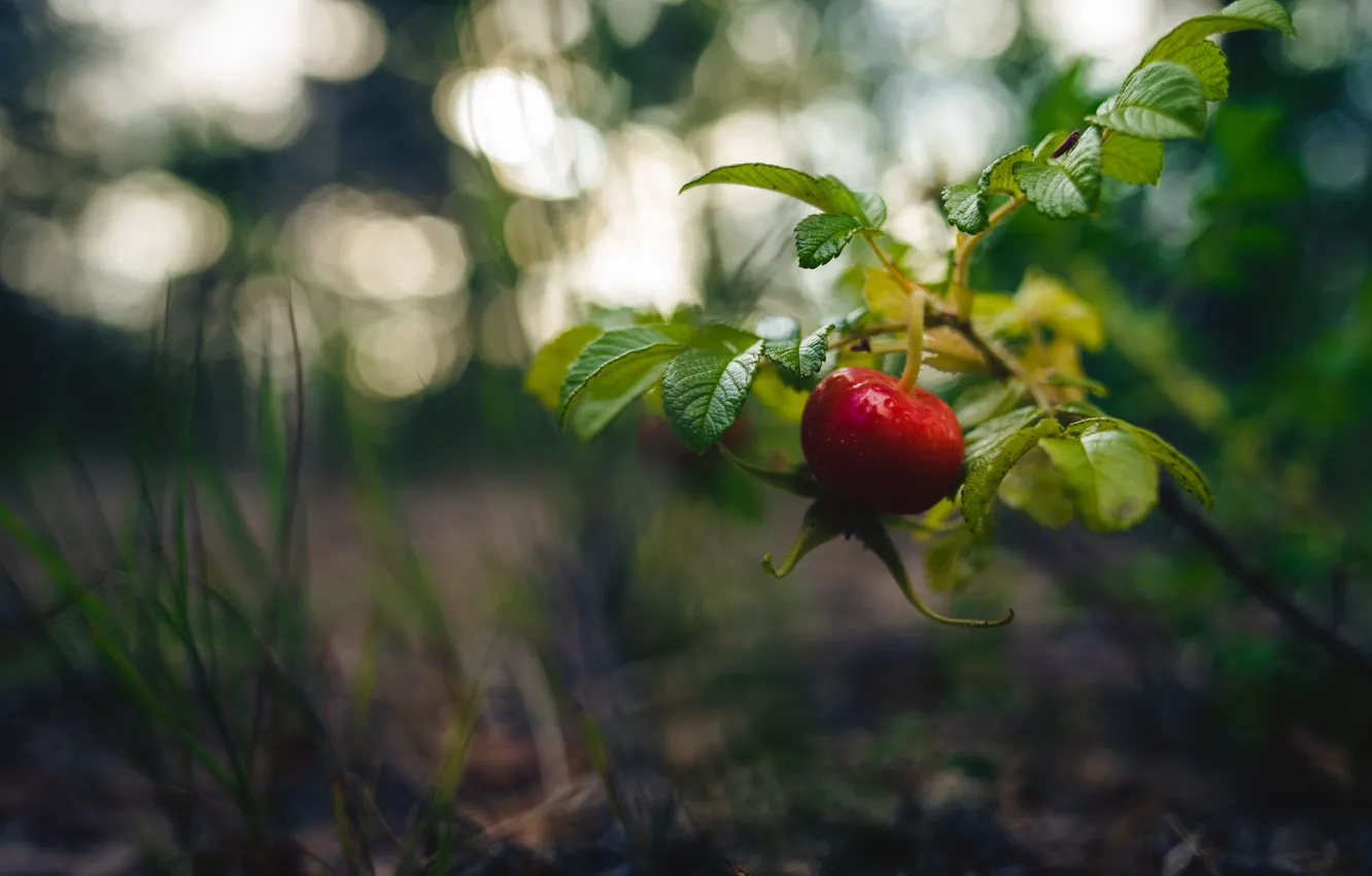 Wallpaper leaves, branch, fruit, briar, bokeh, blurred background for ...