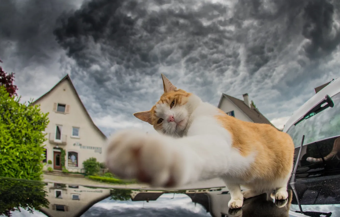 Wallpaper machine, cat, cat, clouds, paws, red for mobile and desktop ...