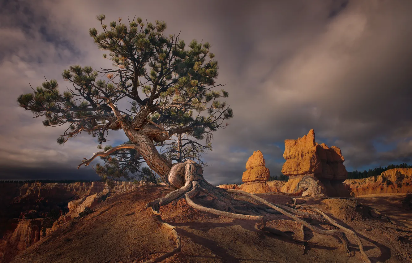 Wallpaper mountains, branches, roots, tree, rocks, pine, canyons ...