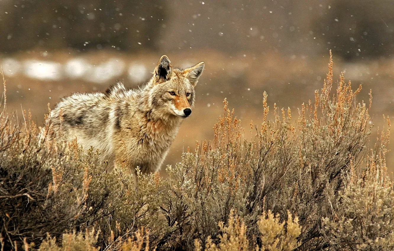 Wallpaper snow, the bushes, Jackal, The Steppenwolf for mobile and ...