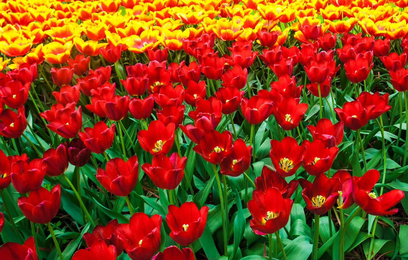 Wallpaper flowers, yellow, red, glade, bright, spring, garden, tulips ...