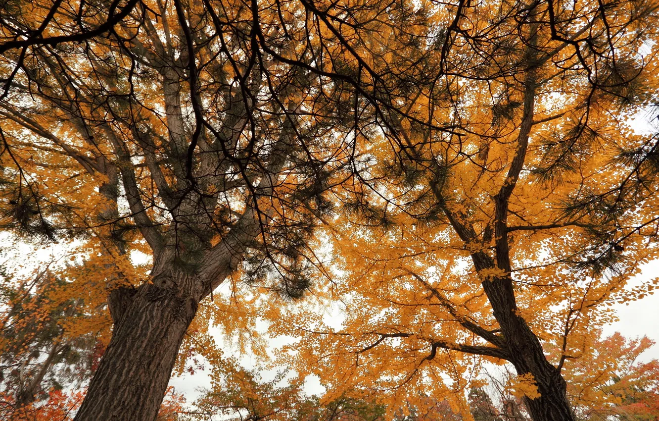 Wallpaper nature, autumn, trees for mobile and desktop, section природа ...