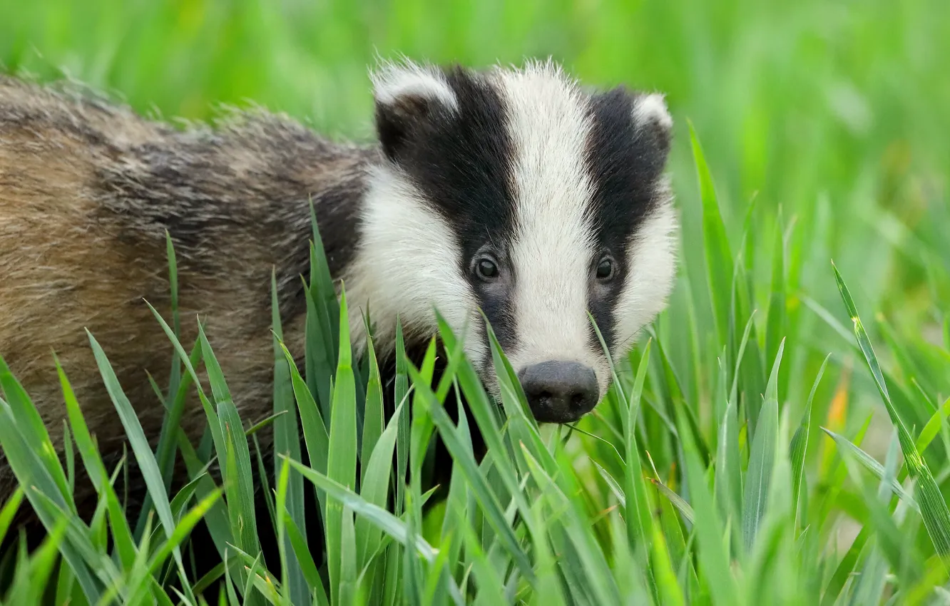 Wallpaper grass, look, face, glade, portrait, badger for mobile and ...