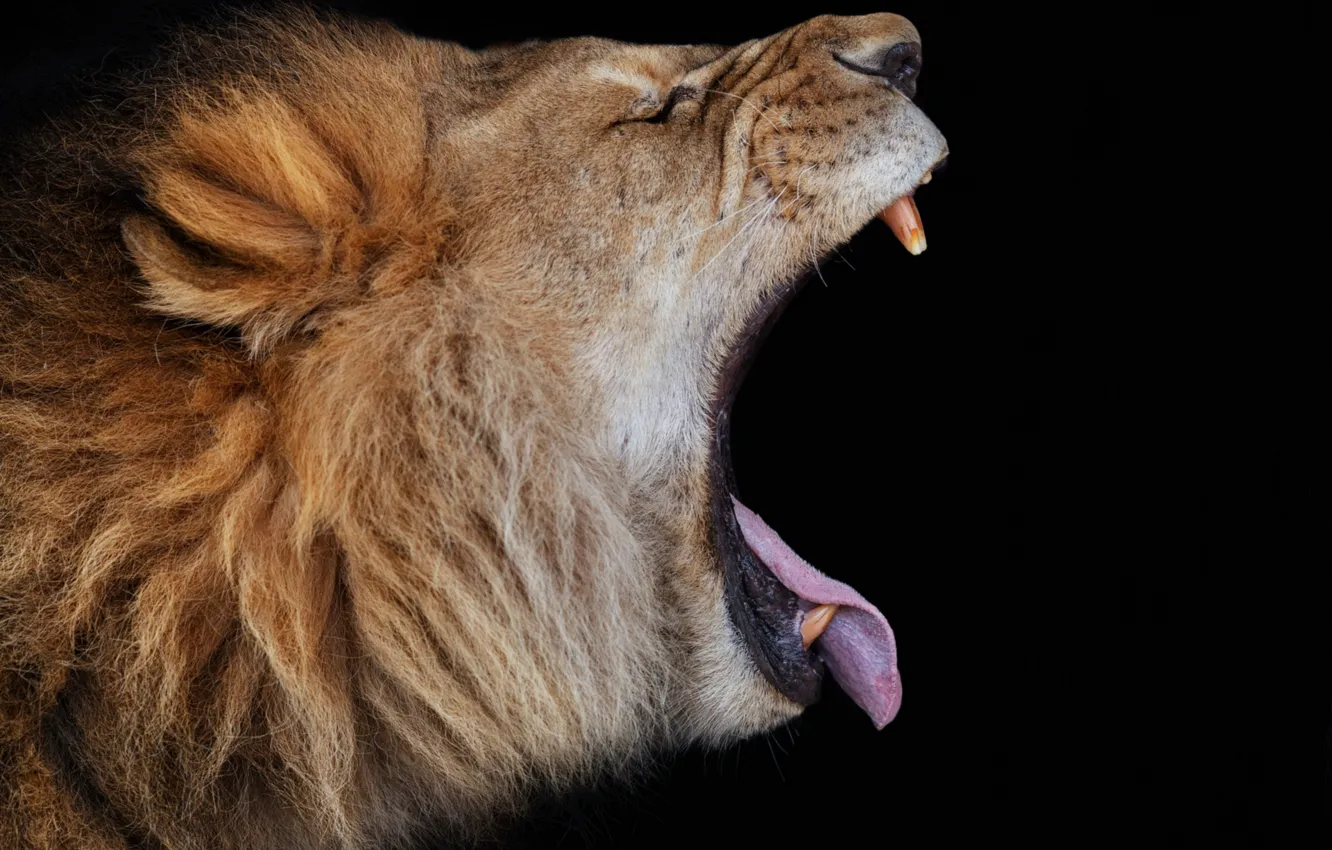 Wallpaper predator, Leo, mouth, roar, roar for mobile and desktop ...