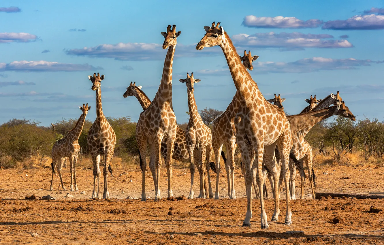 Wallpaper the sky, clouds, giraffe, Savannah, a lot, the herd for ...