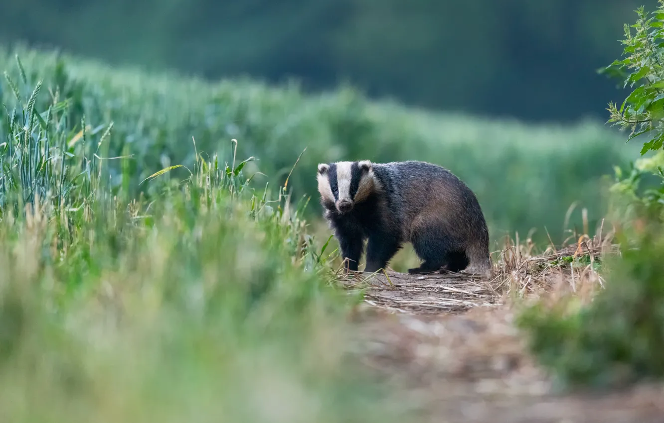 Wallpaper grass, path, badger images for desktop, section животные ...